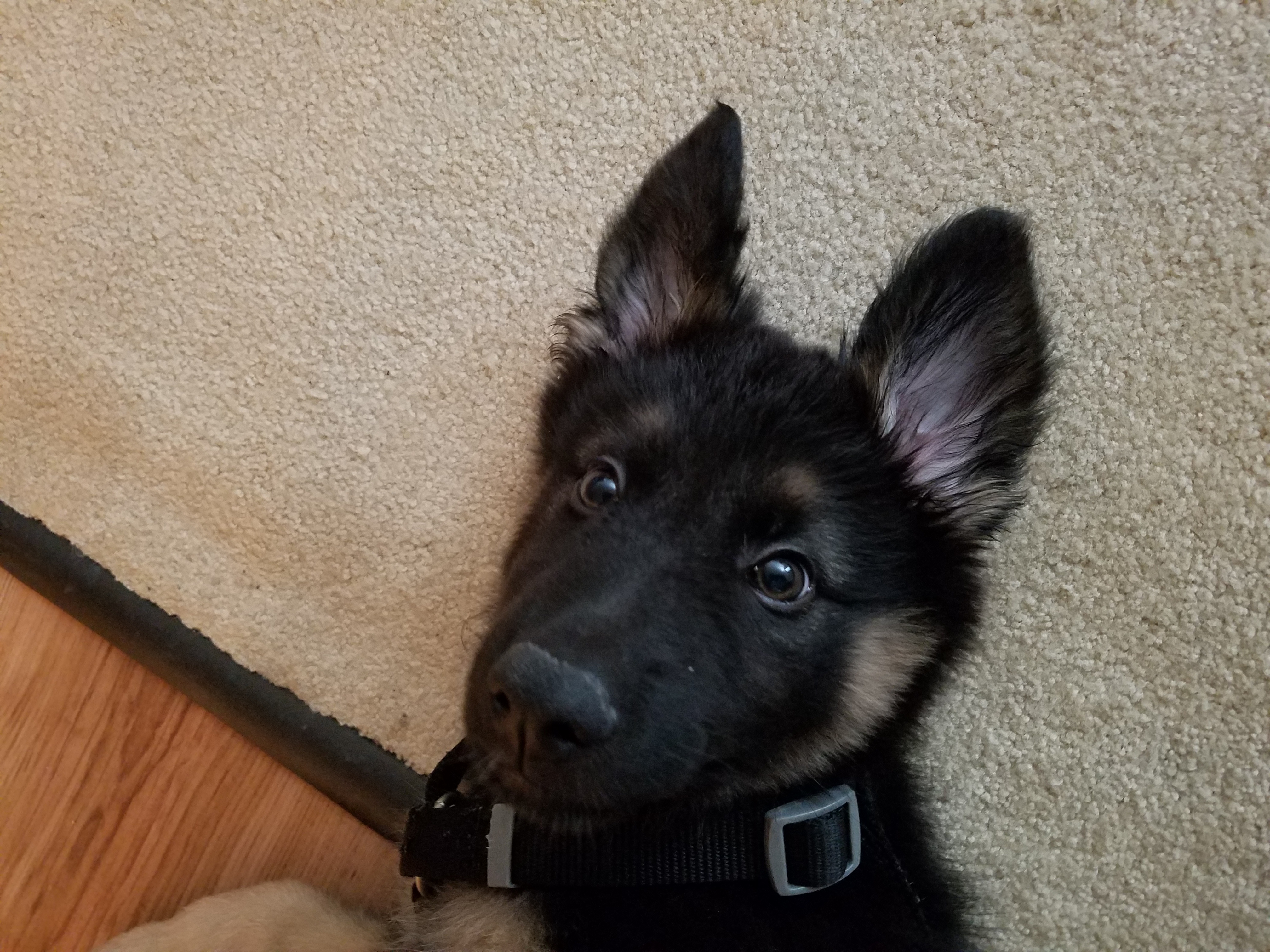 So I just got this 70 lb husky. | Page 3 | Sherdog Forums | UFC, MMA ...