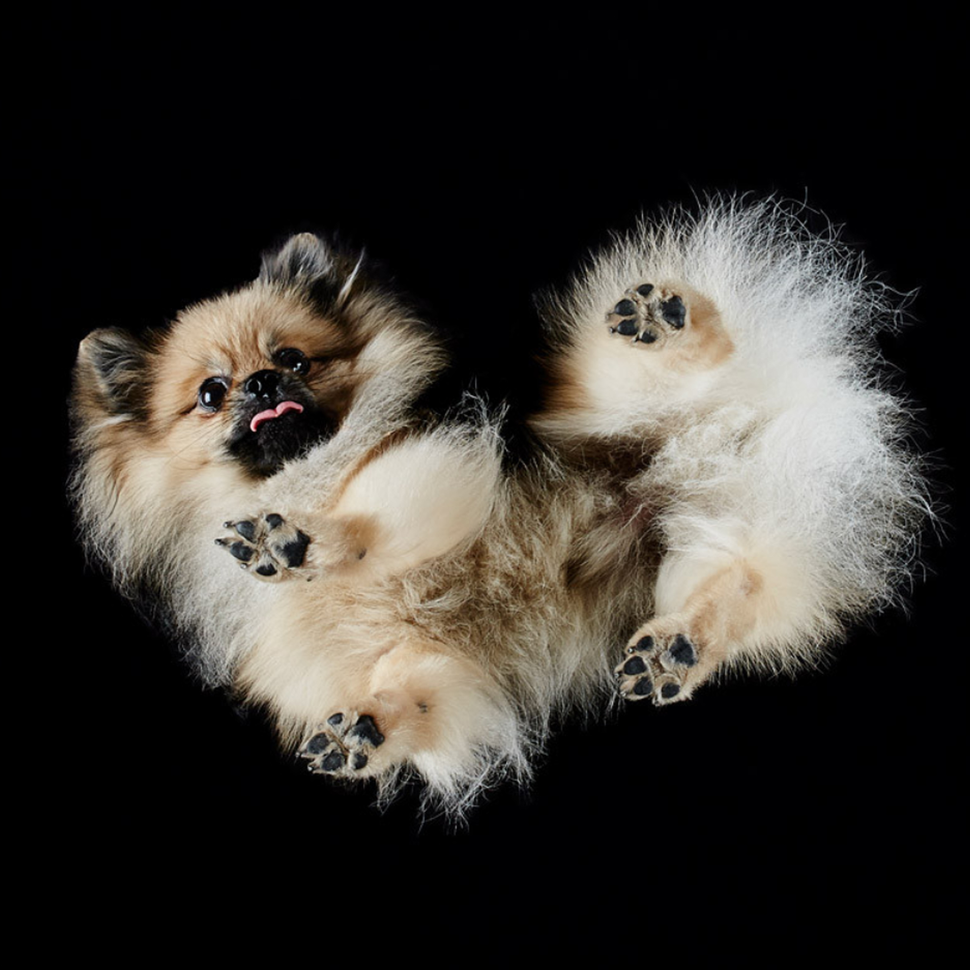 Las increíbles fotos de animales, desde un ángulo inédito ! - Foros Perú